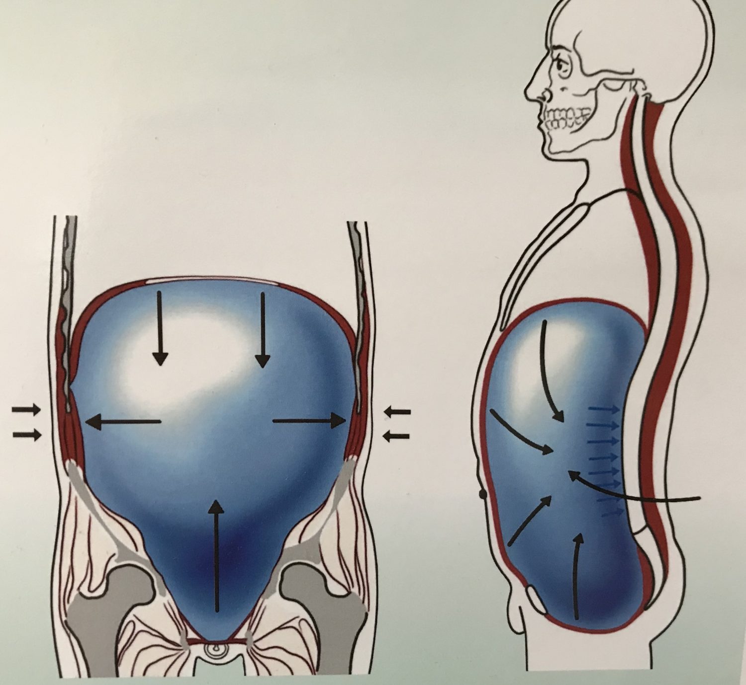A Deeper Look at Pelvic Floor Strength and How to Build It - Part 1 ...